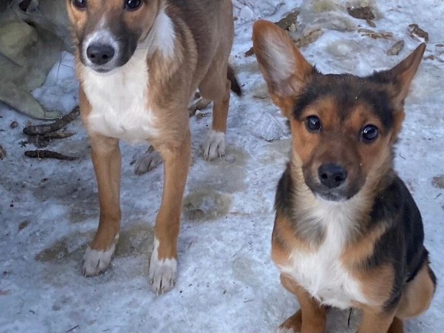 Маленькие собачки