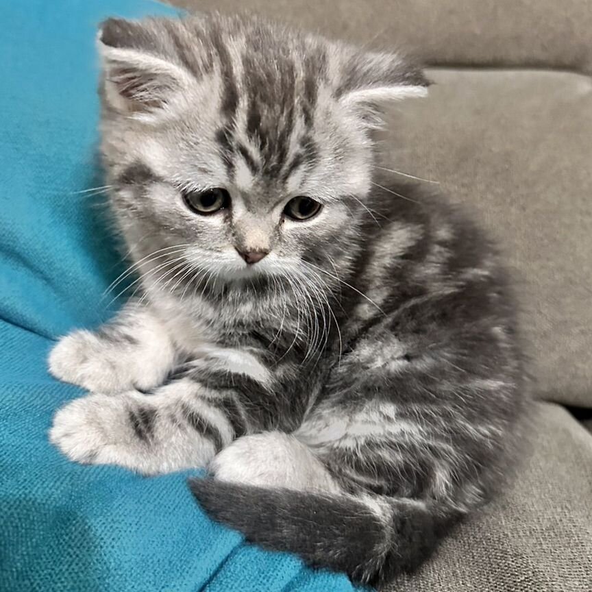 Шотландский прямоухий длинношёрстный котёнок