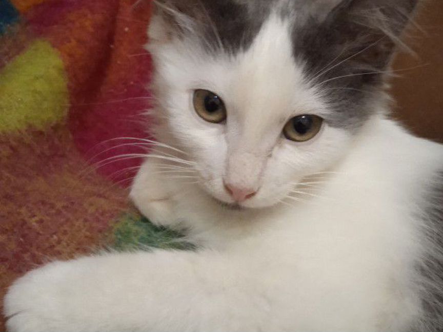 Котята ищут дом