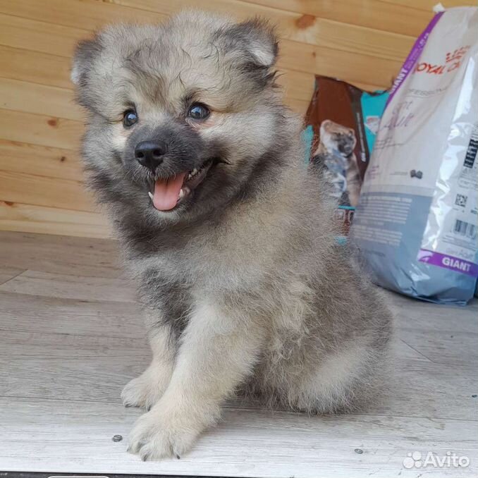 Обаятельный мальчик шпица с документами