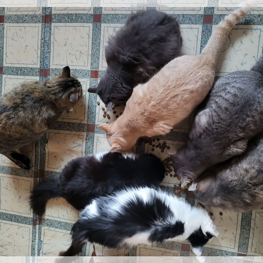 Сибирский кот, взрослый