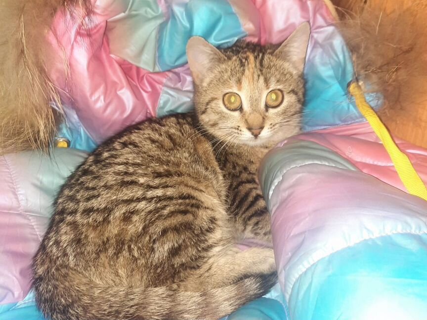 Усатая-полосатая