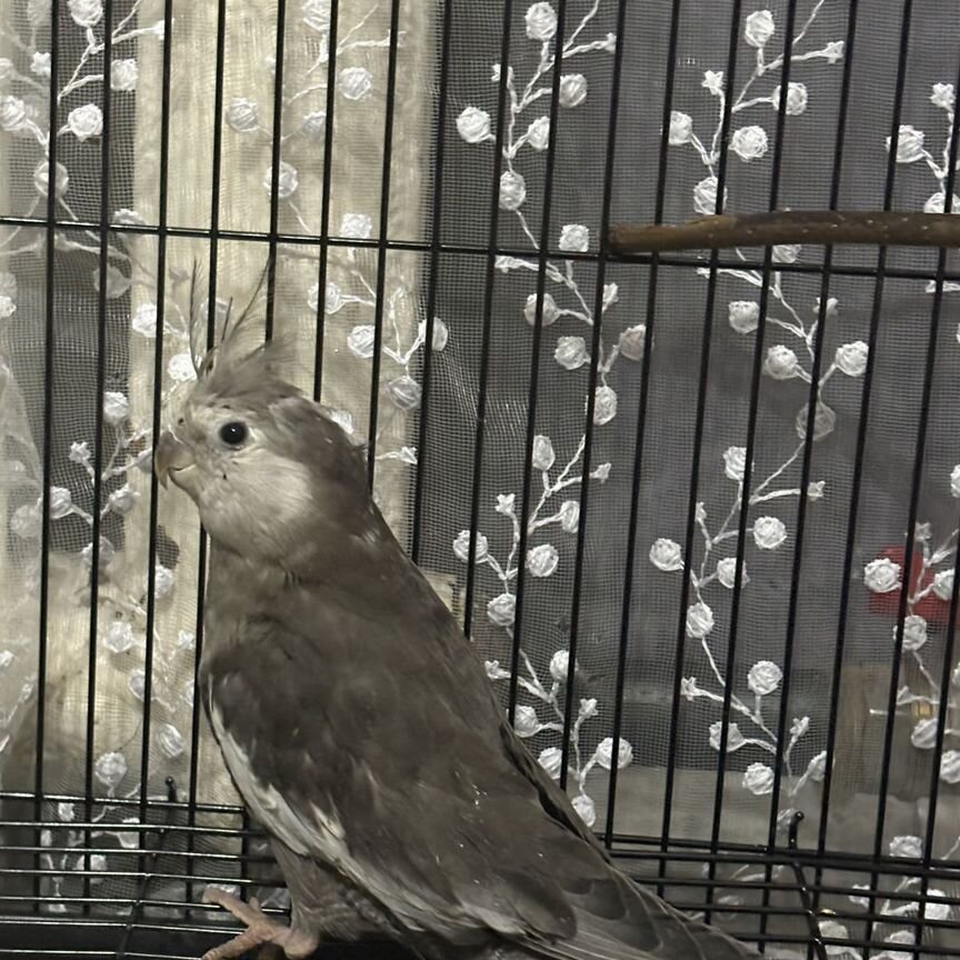 Попугай корелла девочка