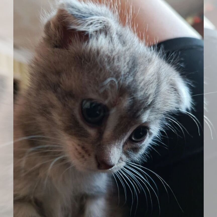 Котёнок в добрые руки