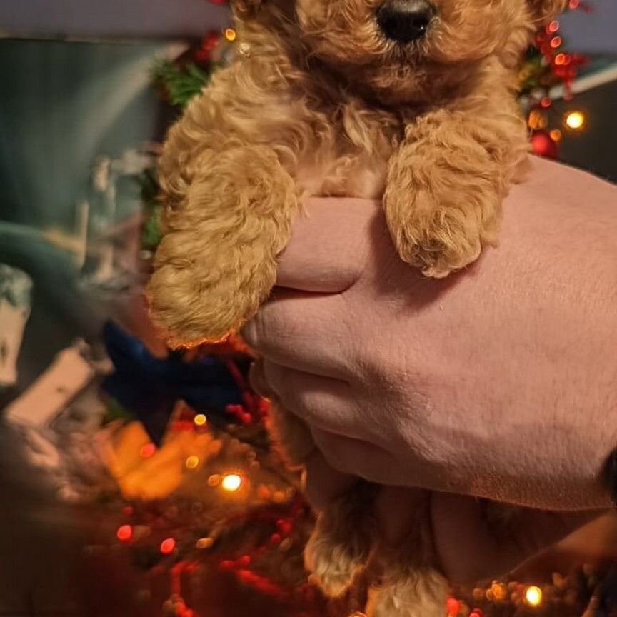 Щенки той пуделя