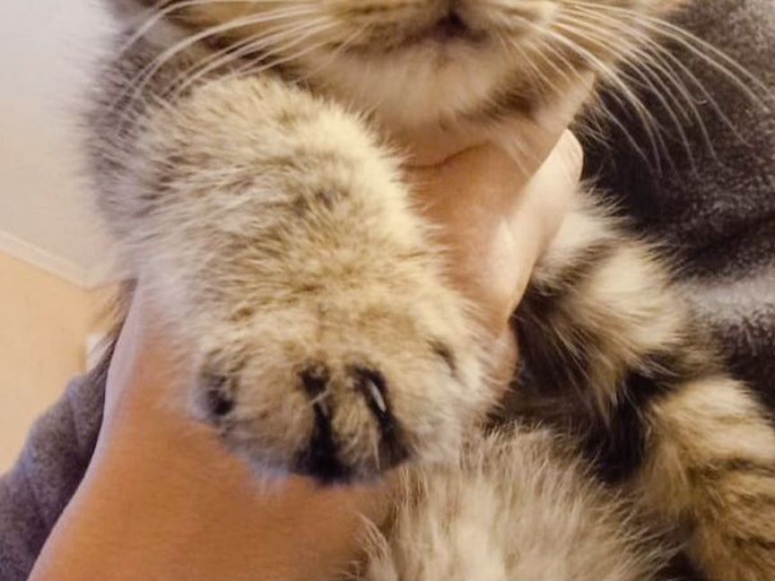 Котенок полосатый девочка ласковая