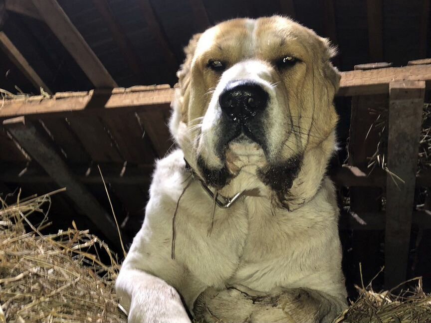 Среднеазиатская овчарка алабай вязка