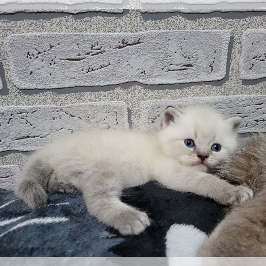 Шотландская