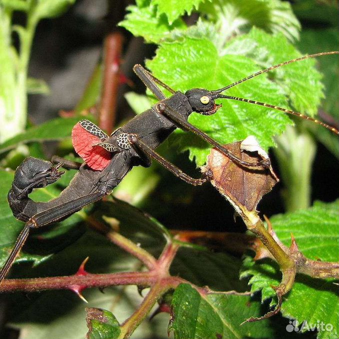 Кордильерские палочники