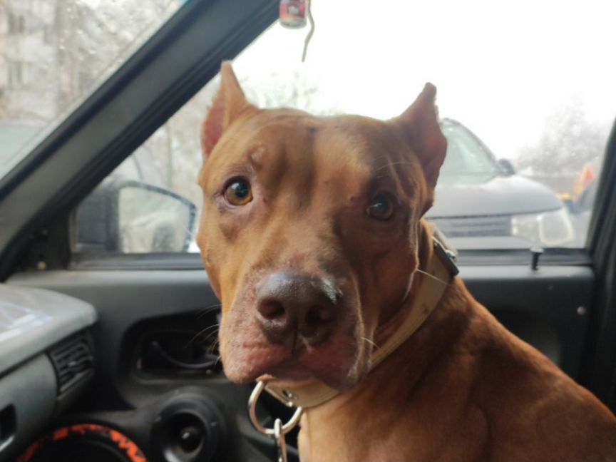 Американский питбуль