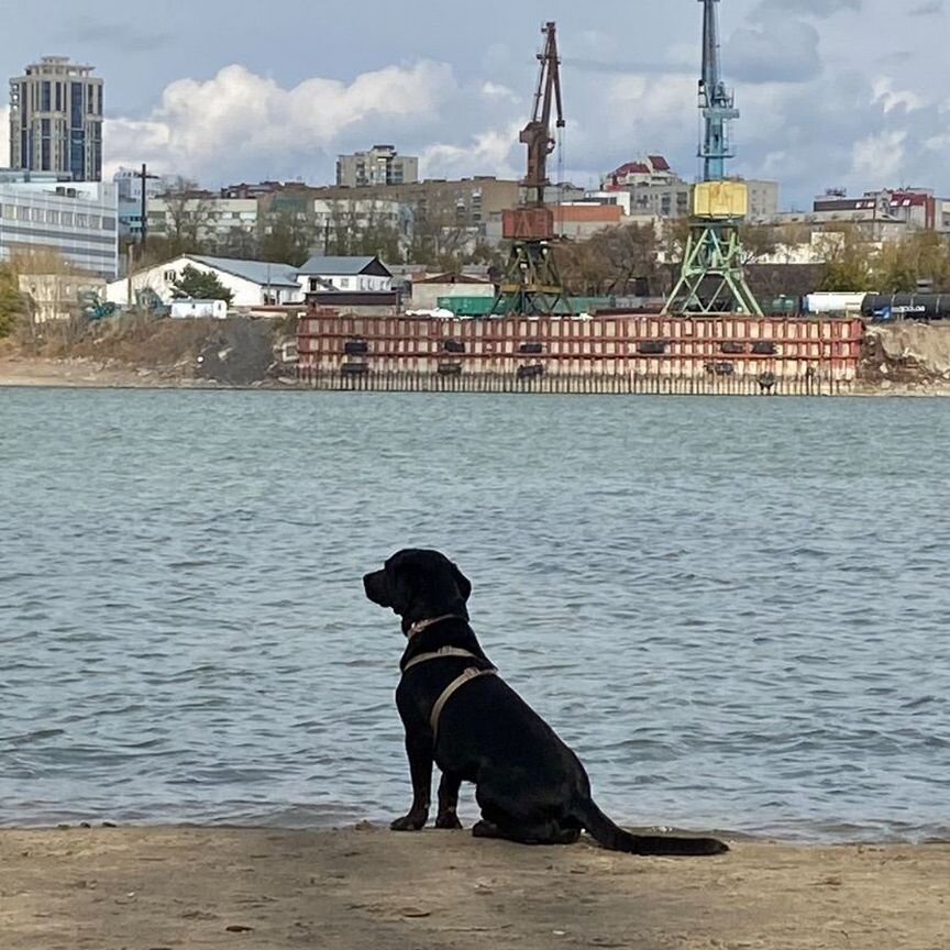 Отдам в добрые руки собака лабрадор