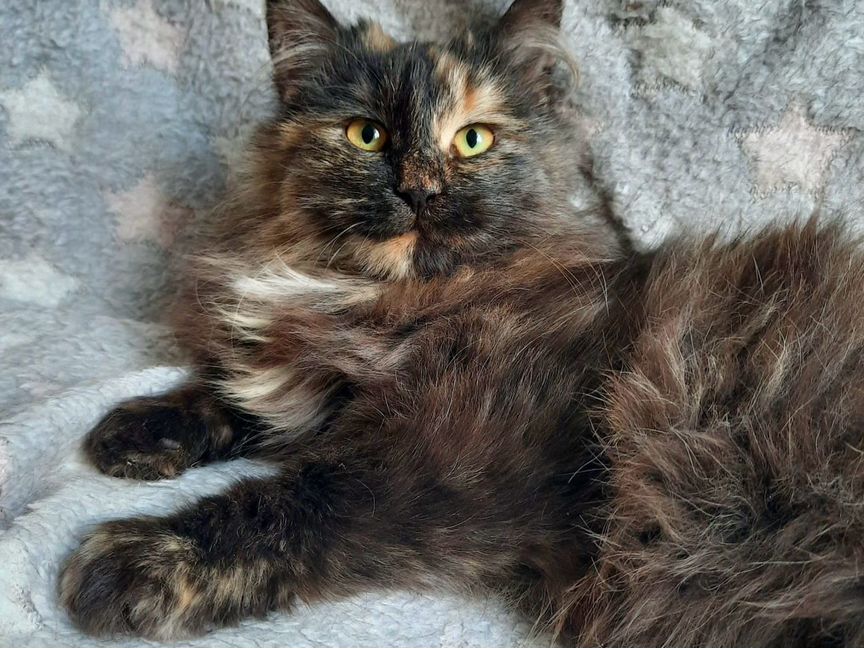 Кошечка Дуся (5 месяцев) в добрые руки