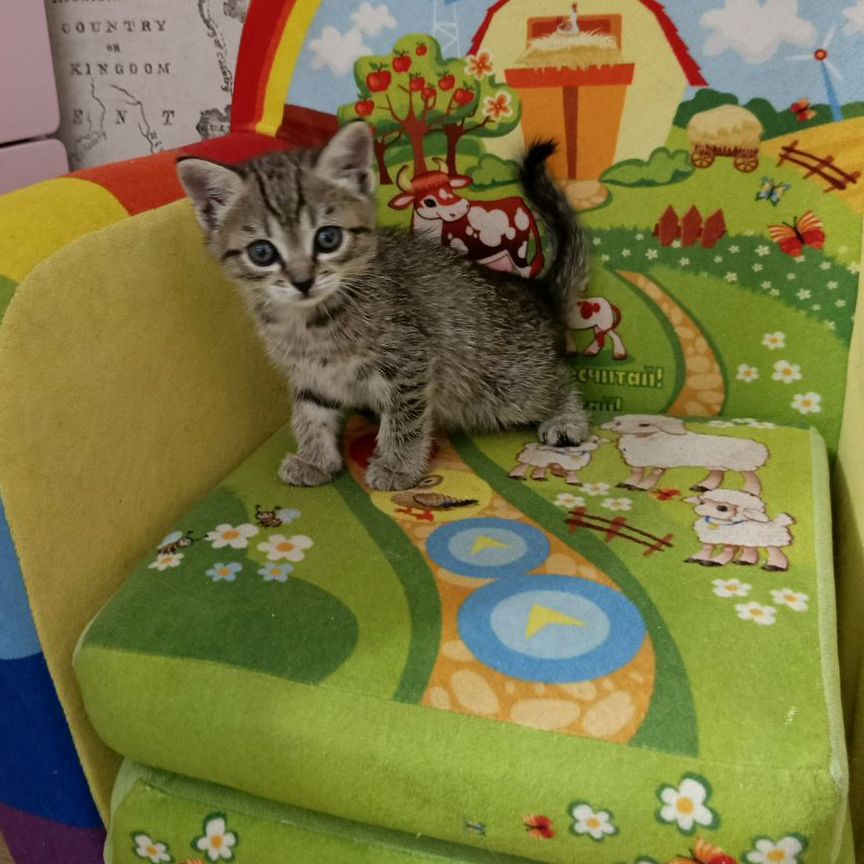 Котёнок в добрые руки