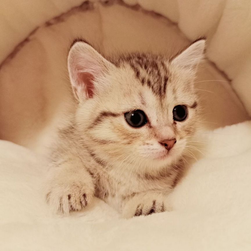 Котенок шотландский серебристый макрелевый табби