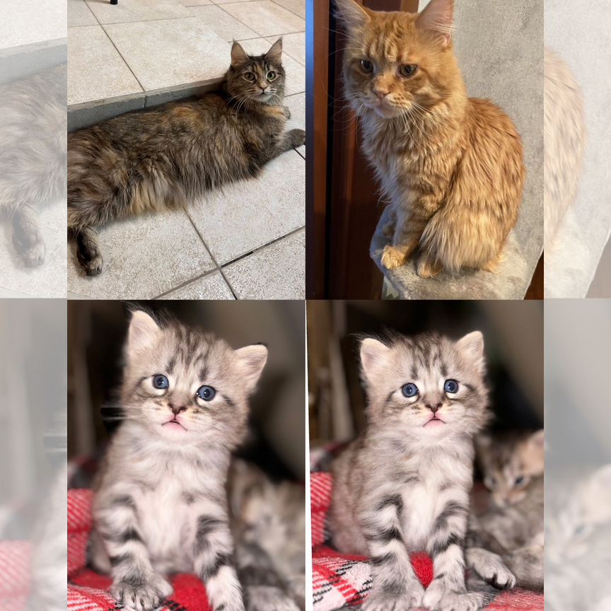 Мейн-кун котёнок