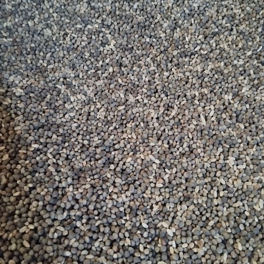 Семена вики