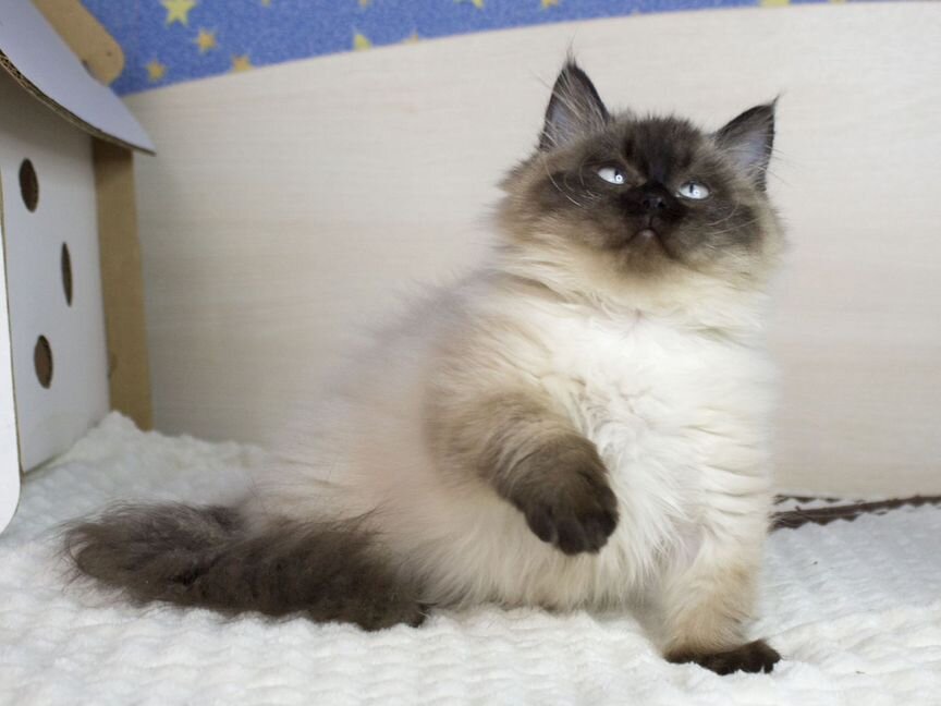 Котята манчкин