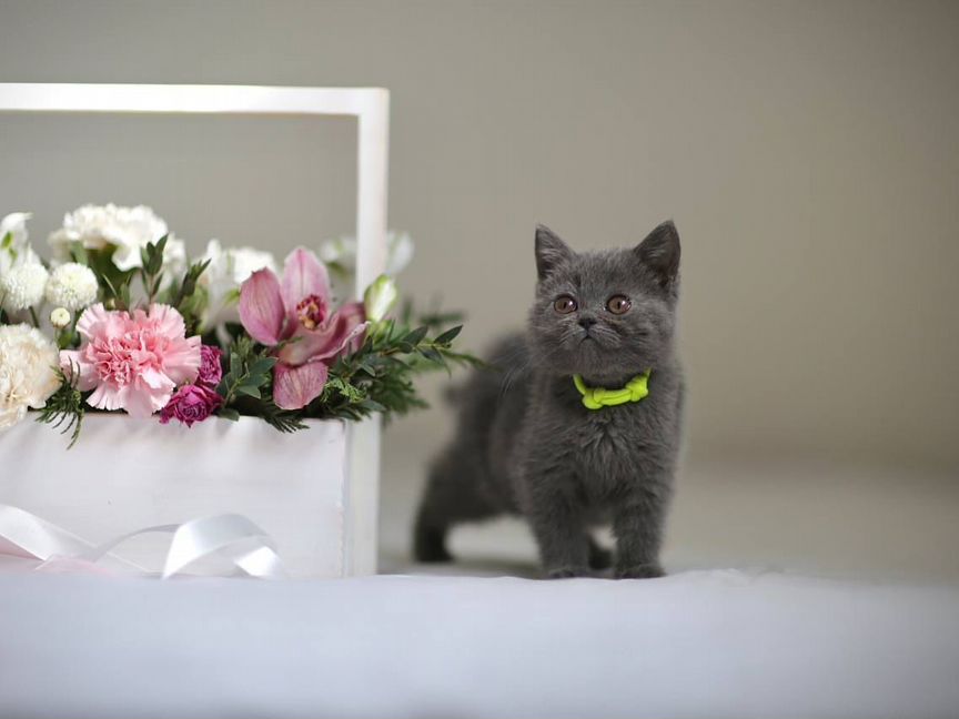 Шотландский котенок девочка