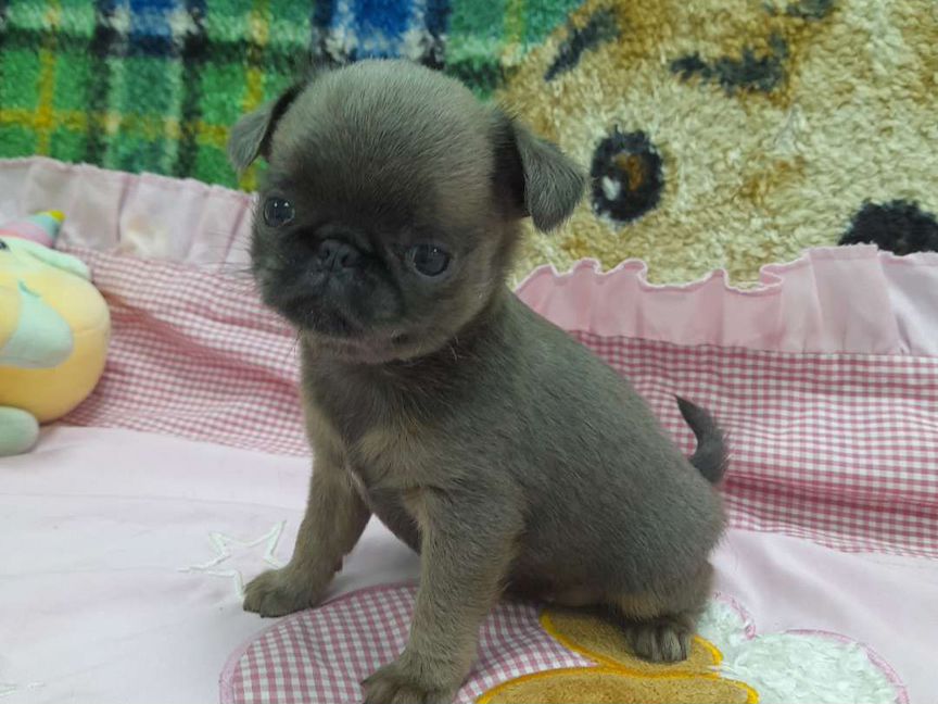 Пти брабансон