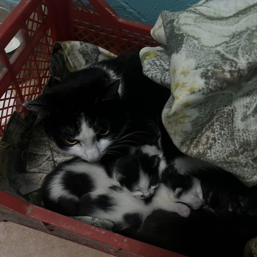 Котята в добрые руки