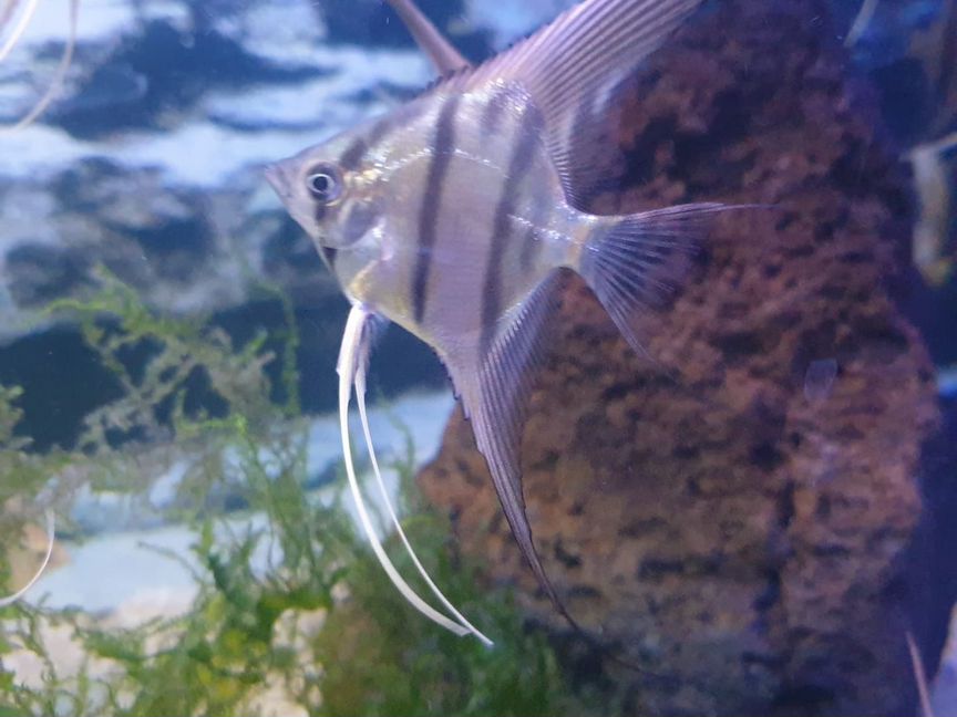 Скалярии манакапуру