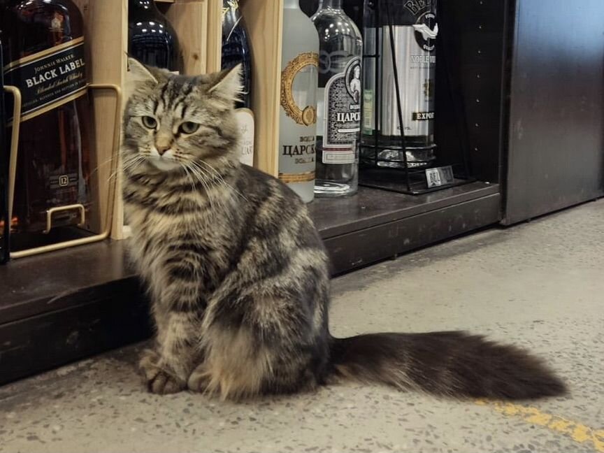 Кошка