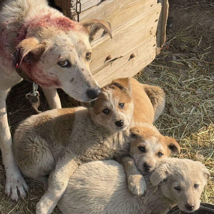 Щенок в добрые руки