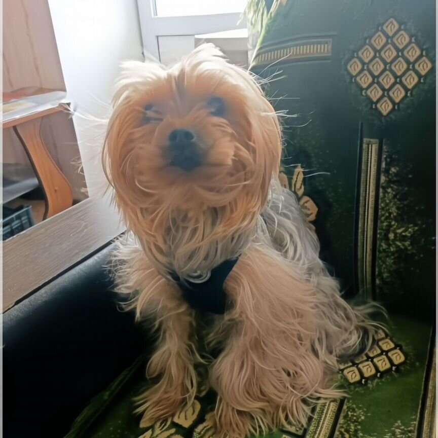 Йоркширский терьер, взрослый пёс