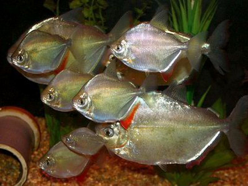 Аквариумные рыбки метиннис