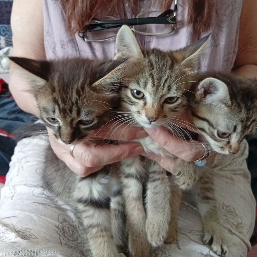 Сибирский котёнок