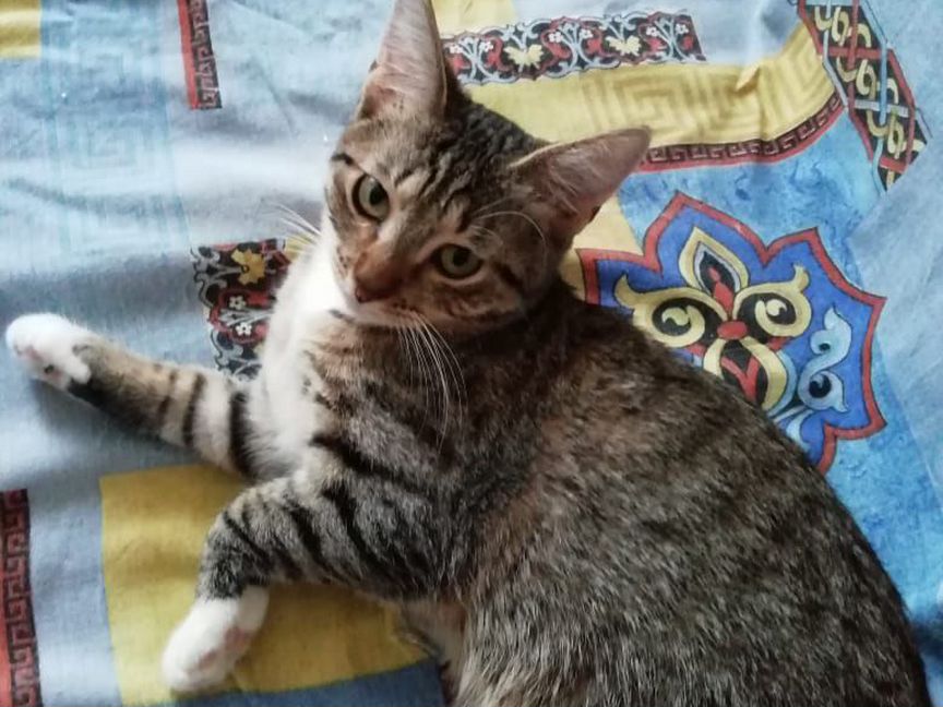 Котенок Агата в добрые руки