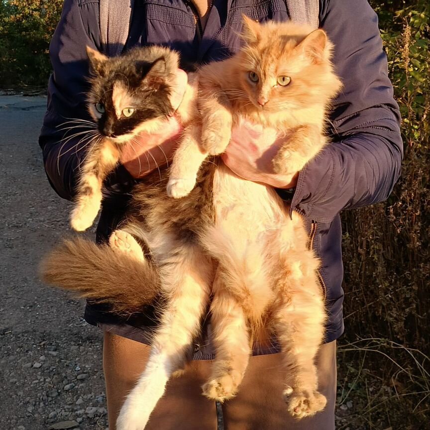 Пушистые котята подростки