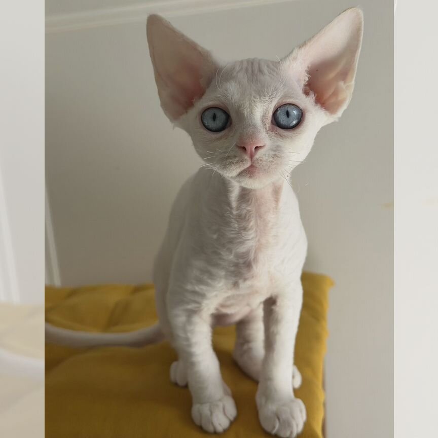 Девон-рекс котёнок