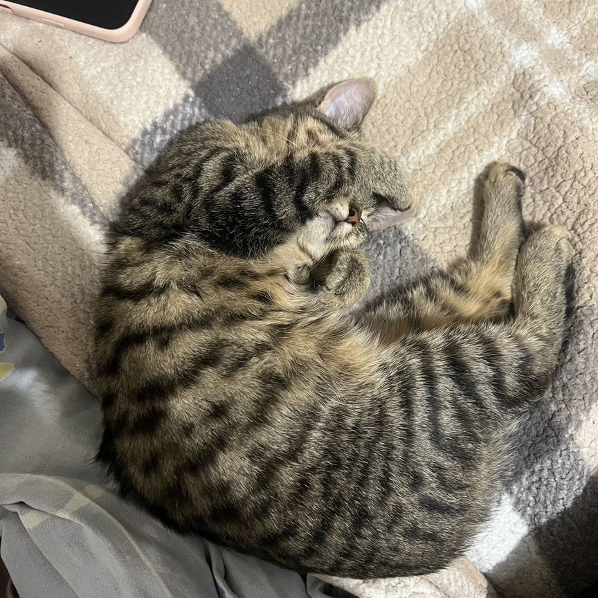 Котёнок в добрые руки