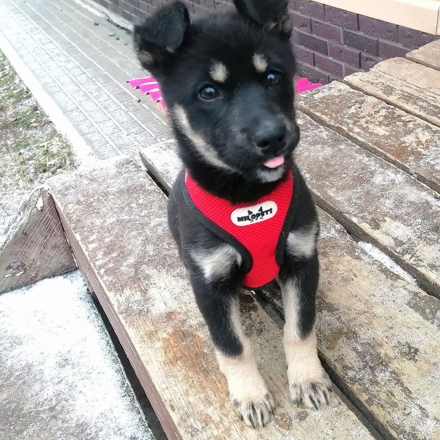 Щенок в добрые руки бесплатно