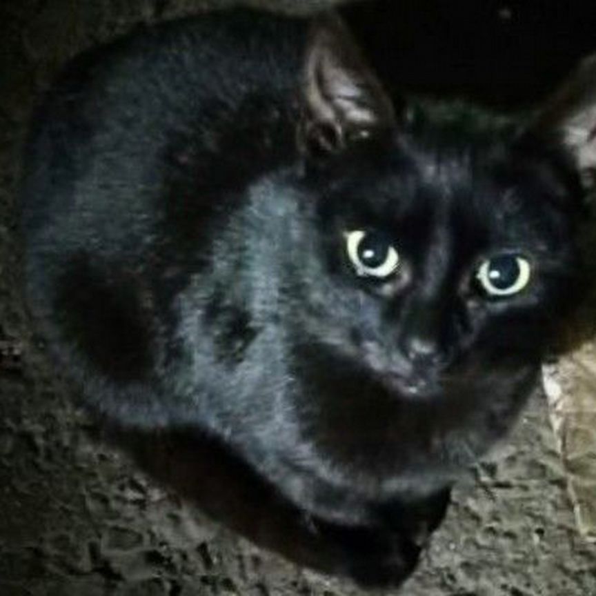 Черный котенок на улице