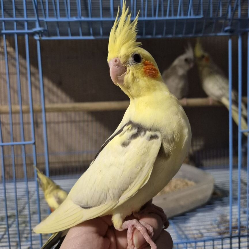 Попугай корелла ручной выкормыш