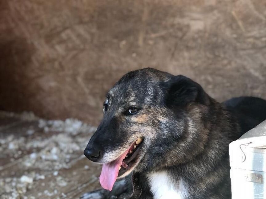 Ищем семью для очаровательной девчушки