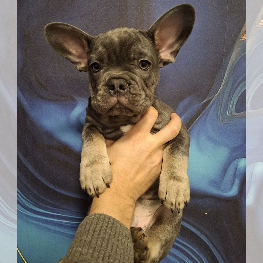 Французский бульдог