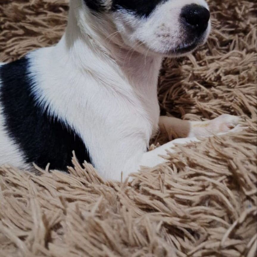 Щенки чихуахуа стандарт