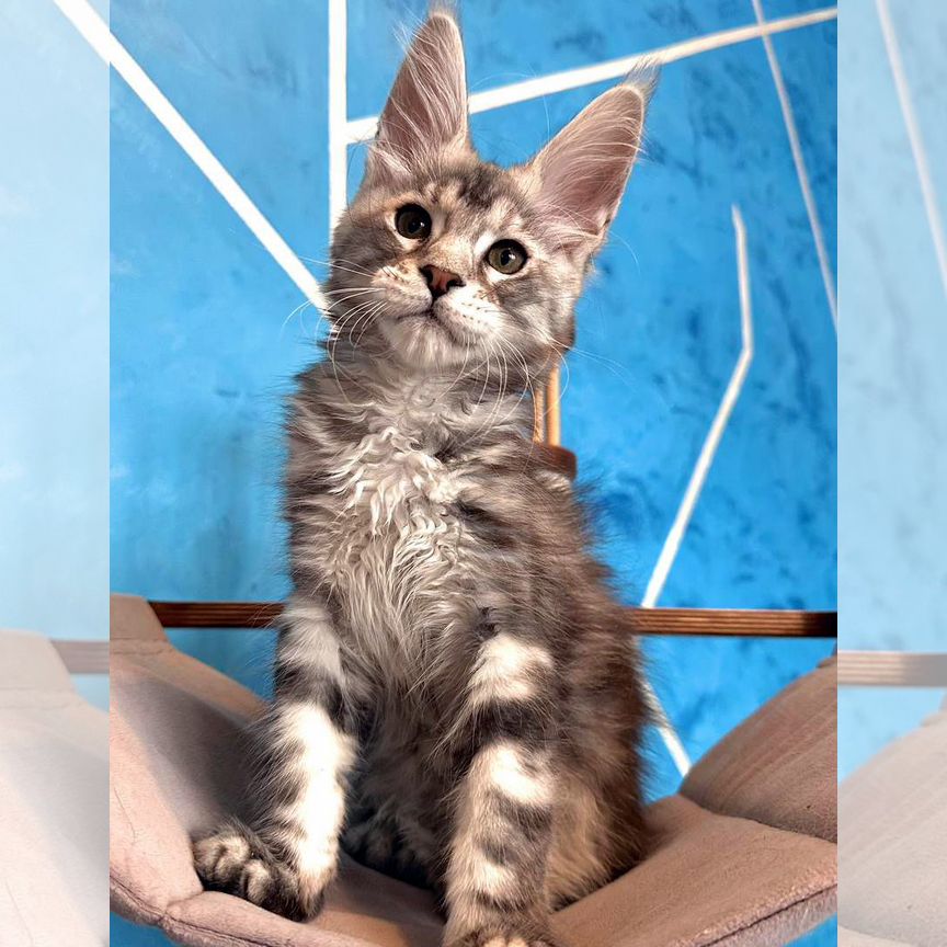 Мейн-кун котёнок