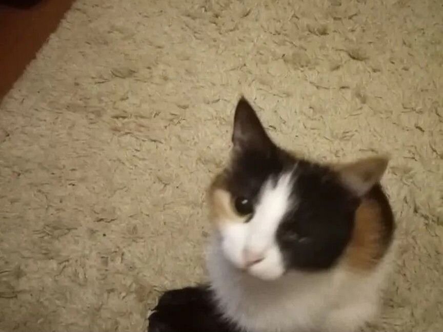 SOS Кошки ищут добрые руки