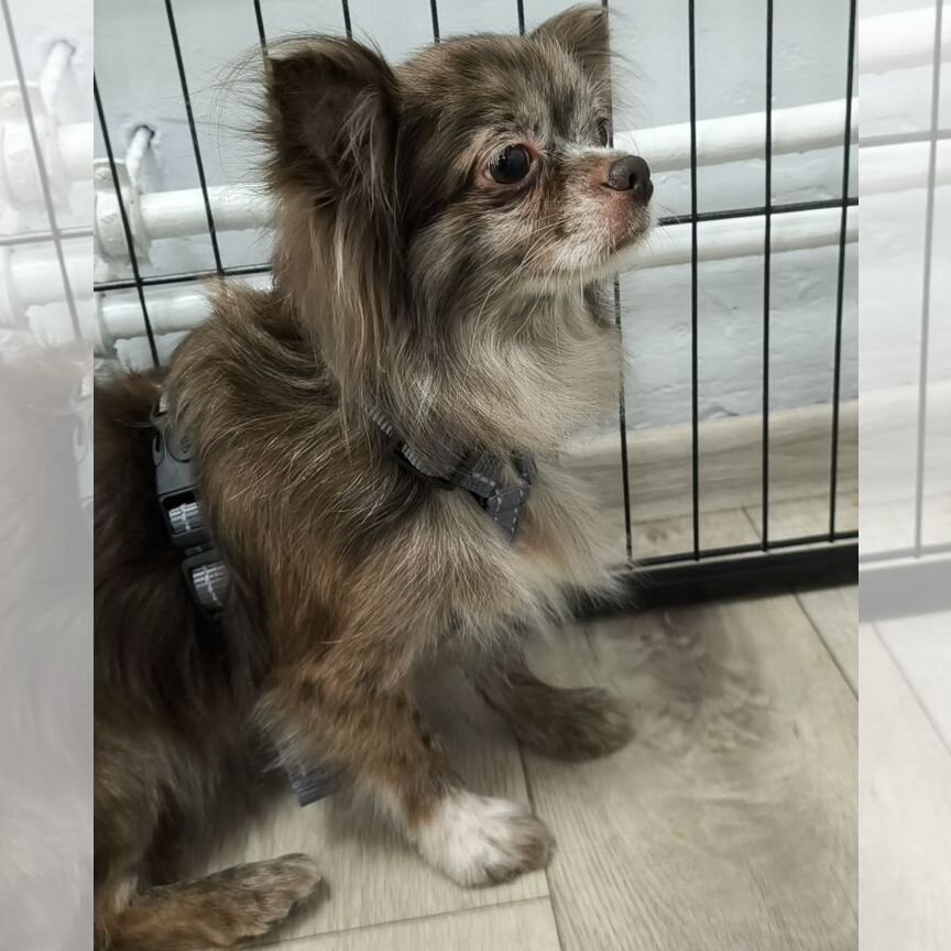 Чихуахуа, взрослая собака