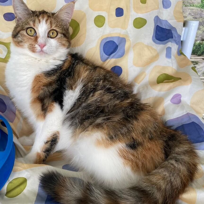 Котенок девочка в добрые руки