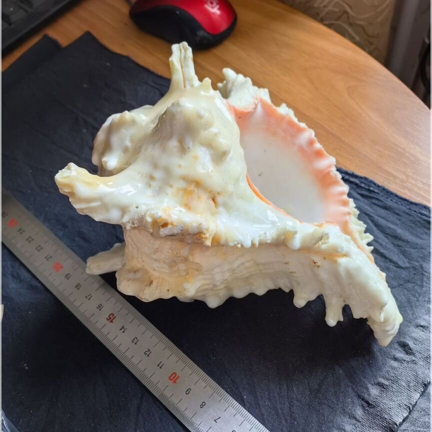 Океаническая ракушка