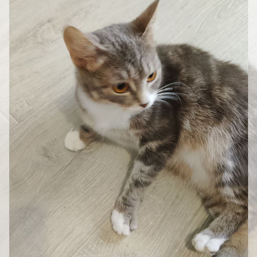 Ориентальный котёнок