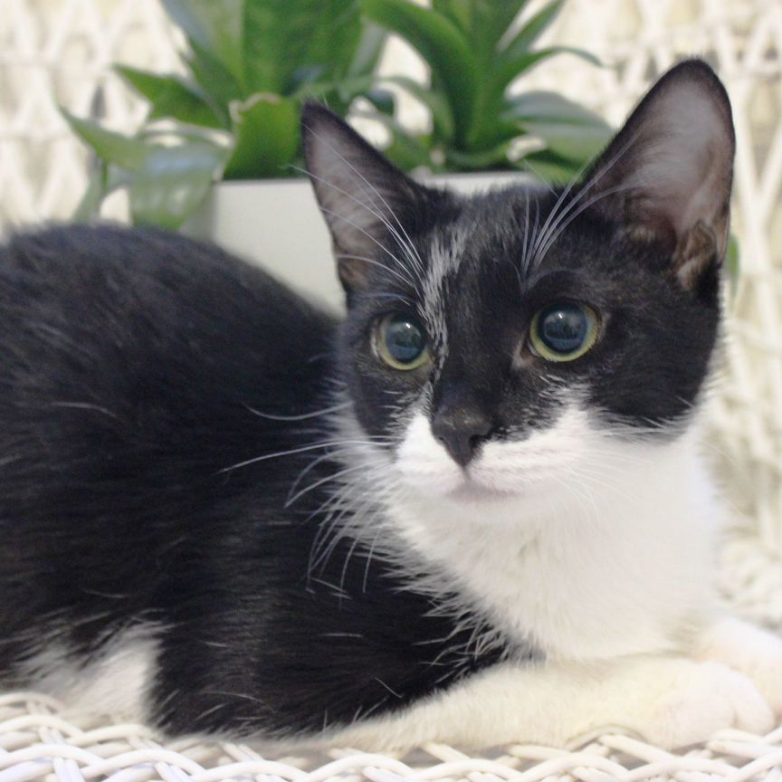 Котенок Сьюзи