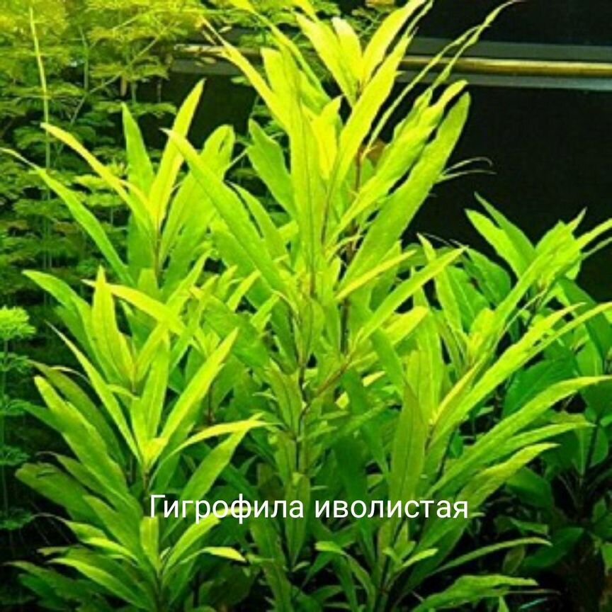 Аквариумные растения