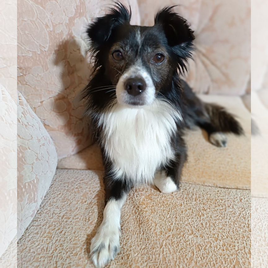 Взрослый пёс в добрые руки