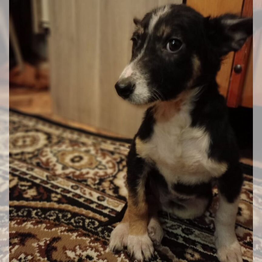 Димка-новогодний подарок